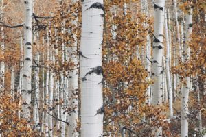 Quaking Aspen (Populus tremuloides) Tree Guide with Propagation