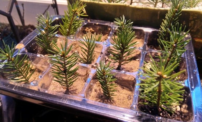 How to Propagate Black Spruce (Picea mariana) | Eco Friendly Income