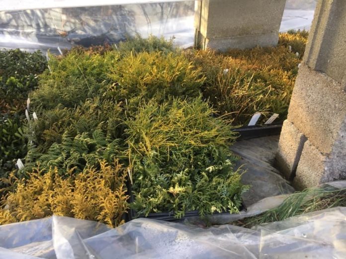 How to Identify & Propagate White Cedar (Thuja occidentalis)