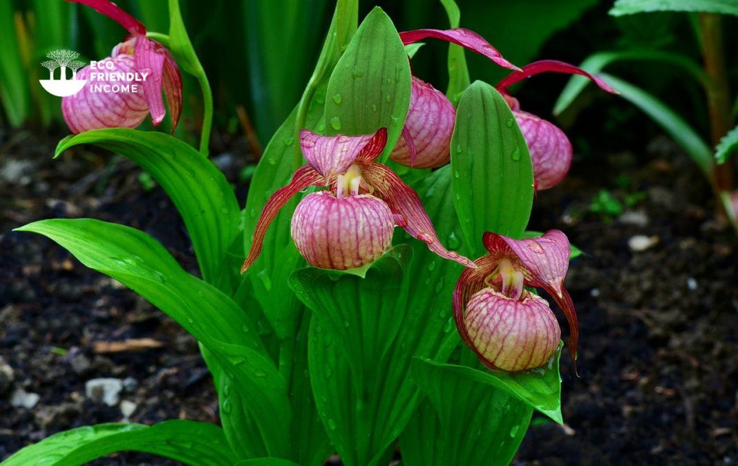 How to Identify & Propagate Lady's Slippers (Cypripedium reginae)