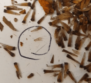 How to Identify & Propagate Helenium (Helenium autumnale)