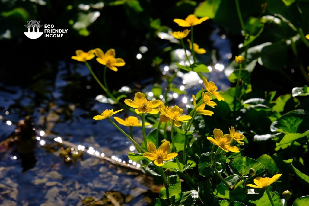 How to Identify & Propagate Marsh Marigold (Caltha palustris) | Eco ...