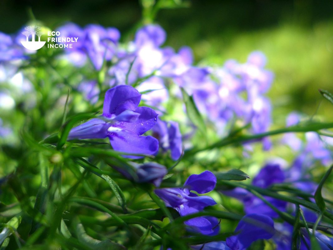 How to Propagate Trailing Lobelia (Lobelia Erinus)