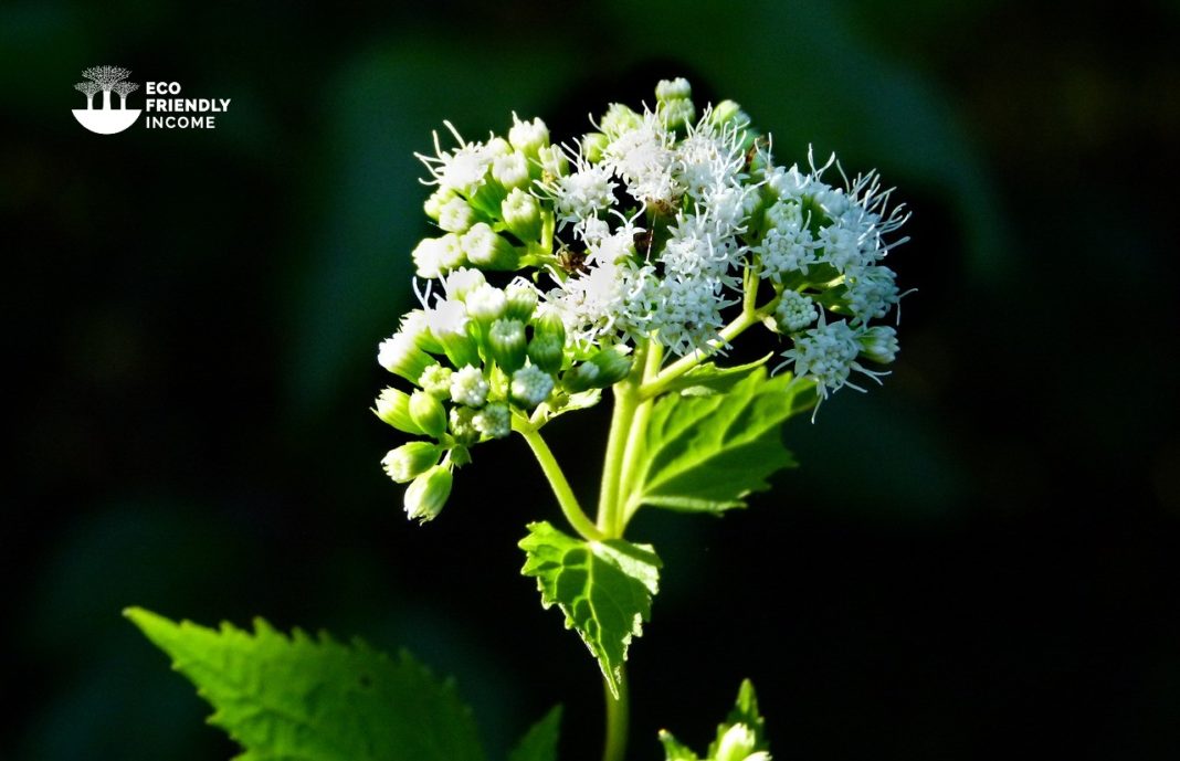 How to Identify & Propagate White Snakeroot (Ageratina altissima)