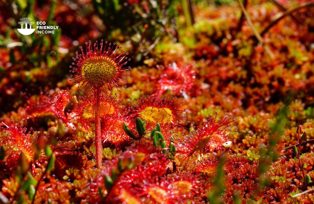 How to Identify & Propagate Common Sundew (Drosera rotundifolia)