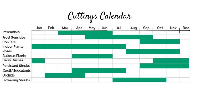 Propagating Plants with Cuttings: A Comprehensive Guide