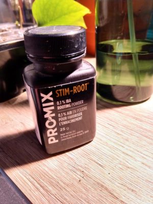 Propagating Plants with Cuttings: A Comprehensive Guide