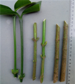 Propagating Plants with Cuttings: A Comprehensive Guide