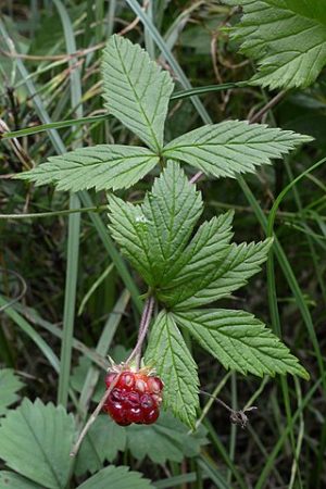 How to Identify & Propagate Dewberry (Rubus pubescens)