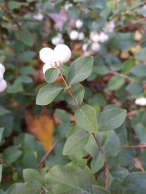 How to Identify & Propagate Snowberry (Symphoricarpos albus)