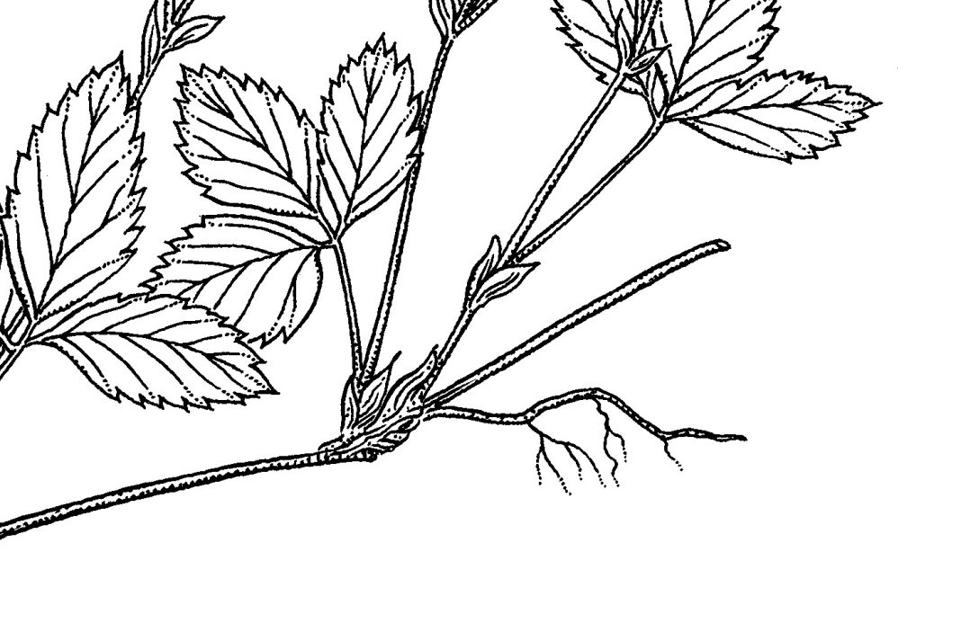 How to Identify & Propagate Dewberry (Rubus pubescens)