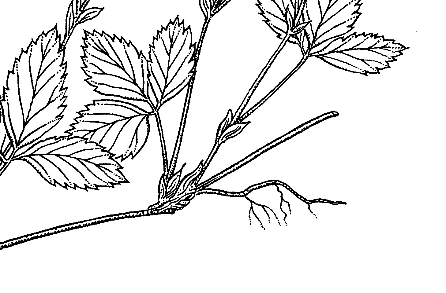 How to Identify & Propagate Dewberry (Rubus pubescens)