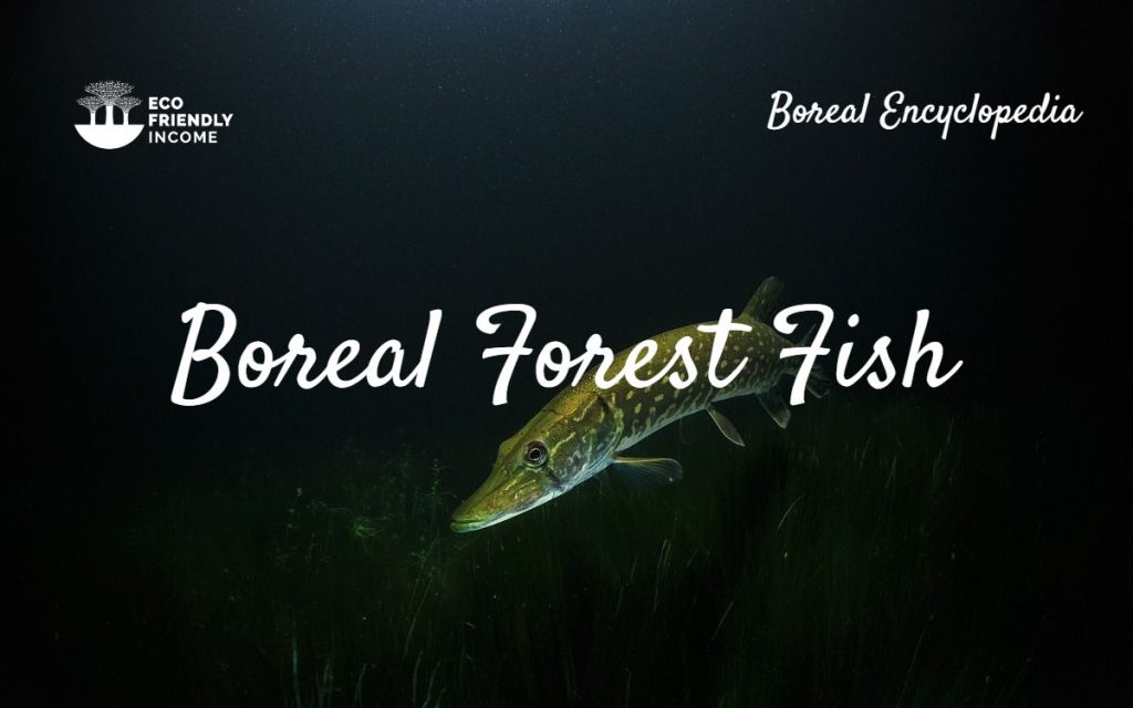 Boreal Forest Fish: The Boreal Encyclopedia