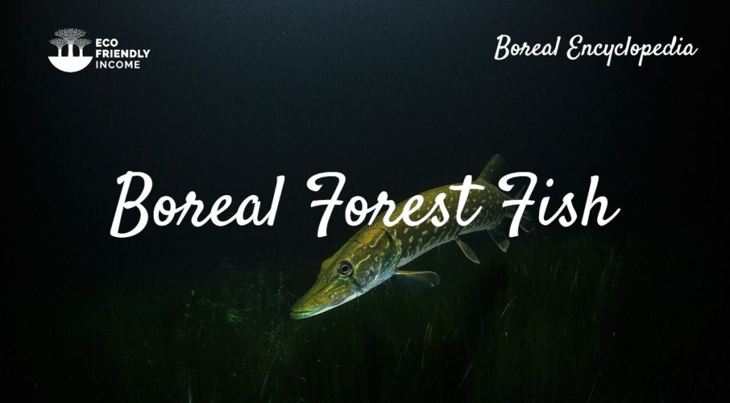 Boreal Forest Fish: The Boreal Encyclopedia