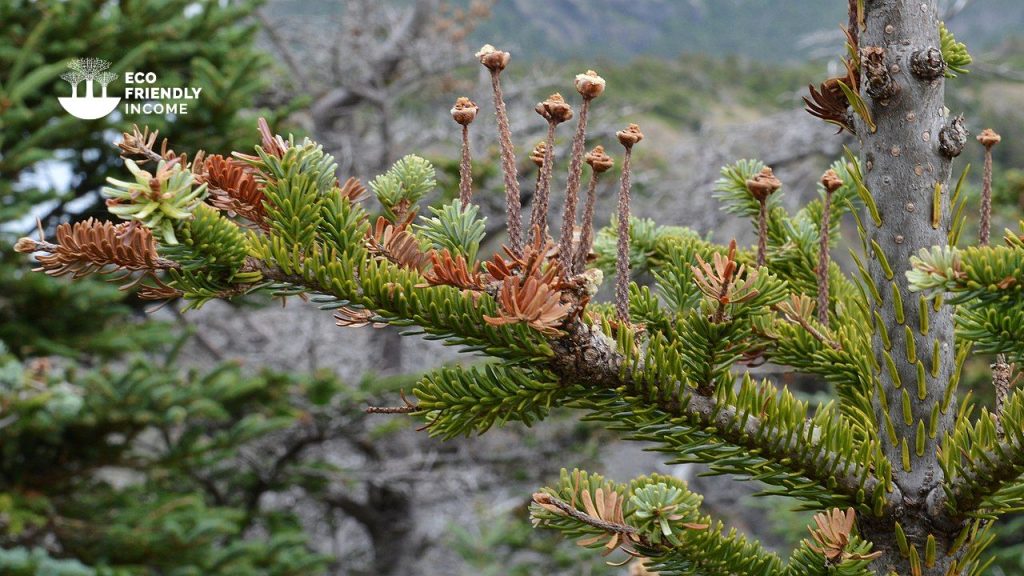 How to Identify & Propagate Balsam Fir (Abies balsamea)