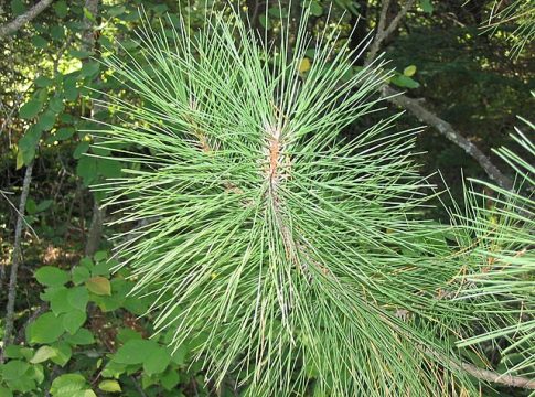 How to Identify & Propagate Red Pine (Pinus resinosa)