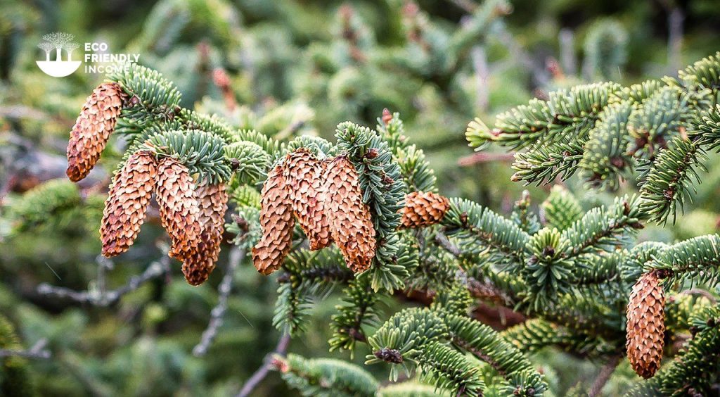 How to Identify & Propagate Sitka Spruce (Picea sitchensis)
