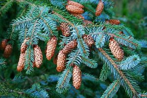 How to Identify & Propagate Sitka Spruce (Picea sitchensis)