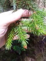 How to Identify & Propagate Sitka Spruce (Picea sitchensis)