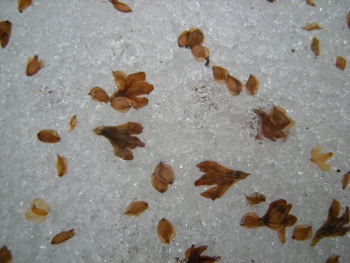 How to Identify & Propagate Yellow Birch (Betula alleghaniensis)