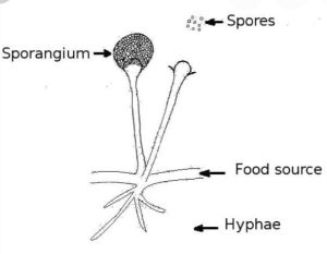 What is the Main Function of Species in the Fungi Kingdom?