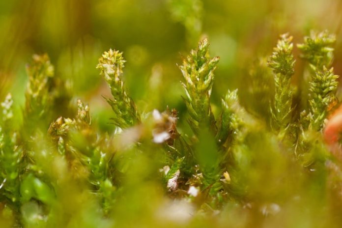 How to Propagate Moss