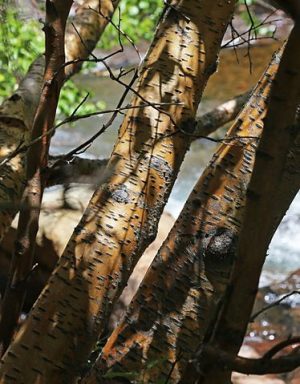 How to Identify & Propagate Water Birch (Betula occidentalis)
