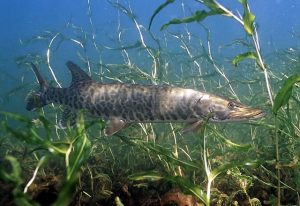 Boreal Forest Fish: The Boreal Encyclopedia