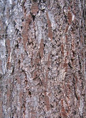 How to Identify & Propagate Douglas Fir (Pseudotsuga menziesii)