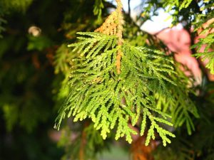 How to Identify & Propagate White Cedar (Thuja occidentalis)