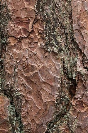 How to Identify & Propagate Scotch Pine (Pinus sylvestris) | Eco ...
