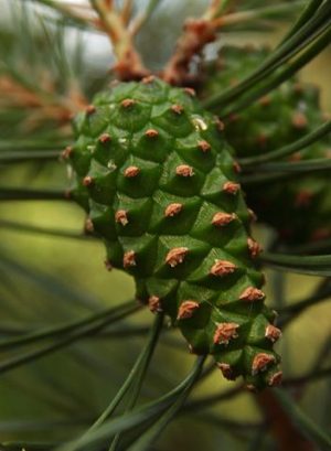 How to Identify & Propagate Scotch Pine (Pinus sylvestris) | Eco ...