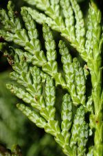 How to Identify & Propagate Western Red Cedar (Thuja plicata)