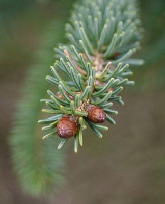 How to Identify & Propagate White Spruce (Picea glauca)