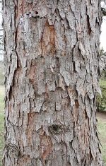 How to Identify & Propagate Dahurian Larch (Larix gmelinii) | Eco ...
