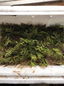 How to Identify & Propagate White Cedar (Thuja occidentalis)