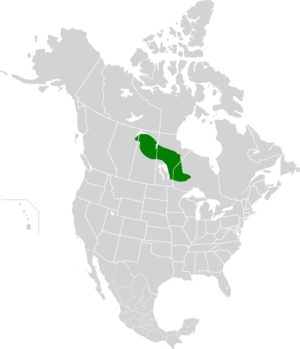 The Boreal Ecoregions: North America | Eco Friendly Income