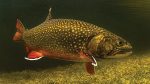 Boreal Forest Fish: The Boreal Encyclopedia
