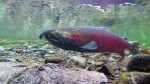 Boreal Forest Fish: The Boreal Encyclopedia