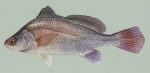 Boreal Forest Fish: The Boreal Encyclopedia