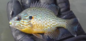 Boreal Forest Fish: The Boreal Encyclopedia