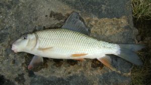 Boreal Forest Fish: The Boreal Encyclopedia