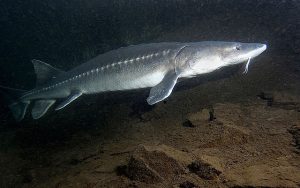 Boreal Forest Fish: The Boreal Encyclopedia