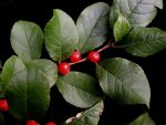 How to Identify & Propagate Common Winterberry (Ilex verticillata)