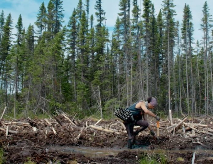 The Best Boots For Tree Planting: Boot Advice