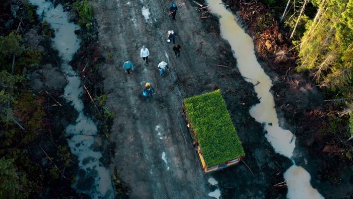 The Best Boots For Tree Planting: Boot Advice